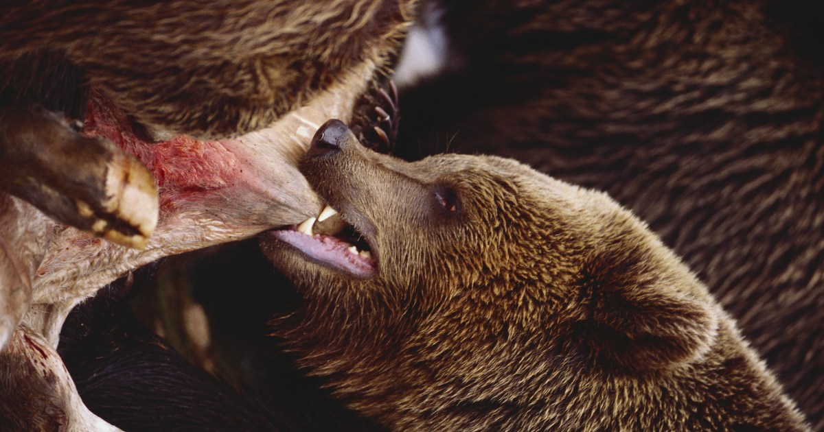 怪物ヒグマ「OSO18」は永遠に捕まらない？…諦めかけたとき、監視カメラに写り込んだ「牛を引きちぎる巨大な影」（山森 英輔,有元 優喜） | ＋αオンライン | 講談社