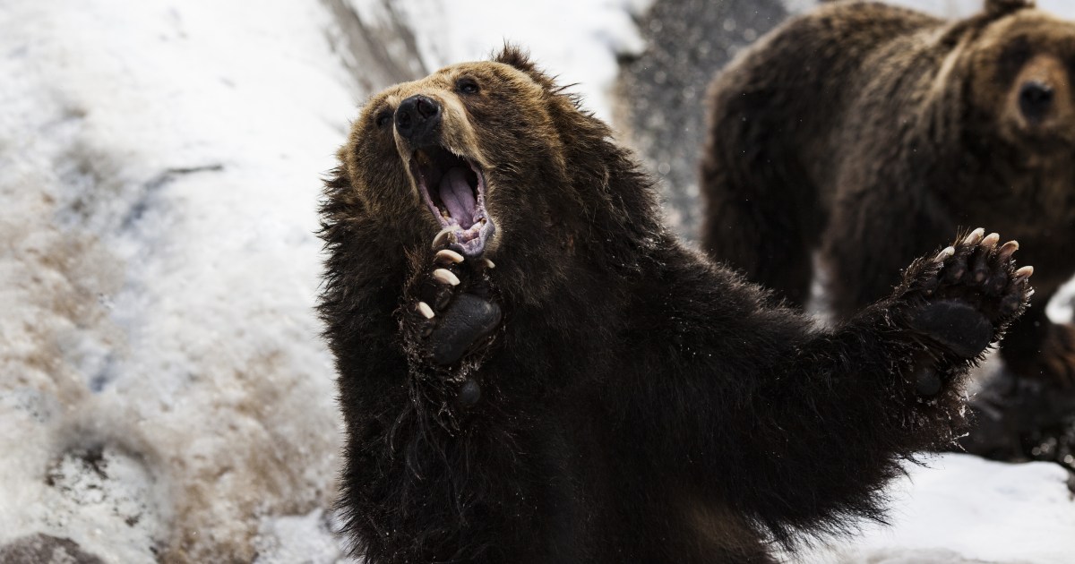 ヒグマ「OSO18」捕獲のため「新たな作戦」が始動…長年かけて改良された「新式の罠」の仕組み（山森 英輔,有元 優喜） | ＋αオンライン | 講談社