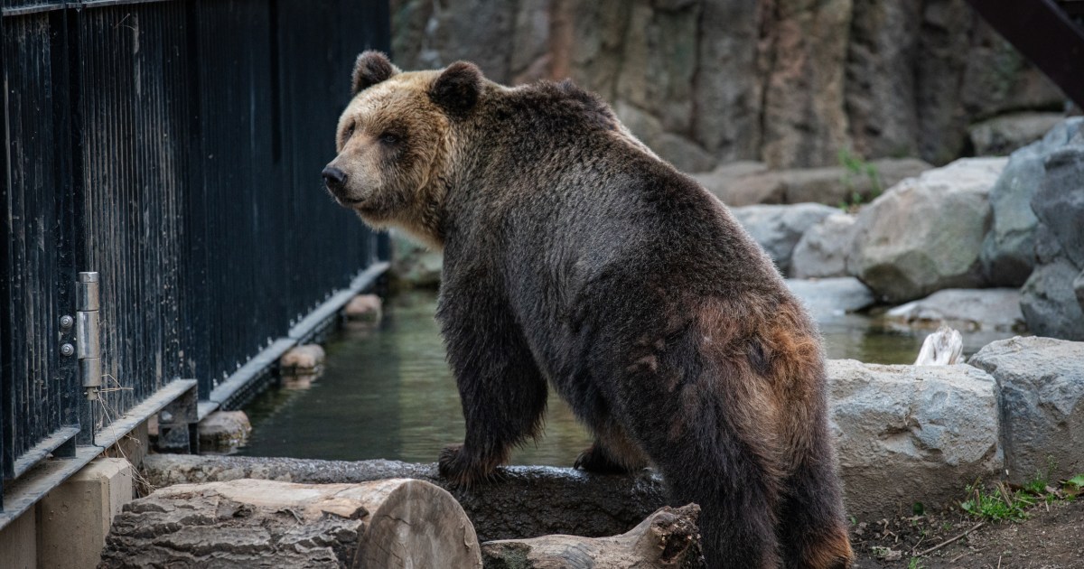 牛を食い殺し続けたOSO18を生み出したのは誰なのか…NHKのディレクターたちが辿り着いた「ひとつの答え」（週刊現代） - 2ページ目 | 現代ビジネス | 講談社